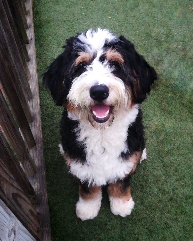 Puppy Parents: Unique Combinations create Adorable Puppies! - Carrier ...