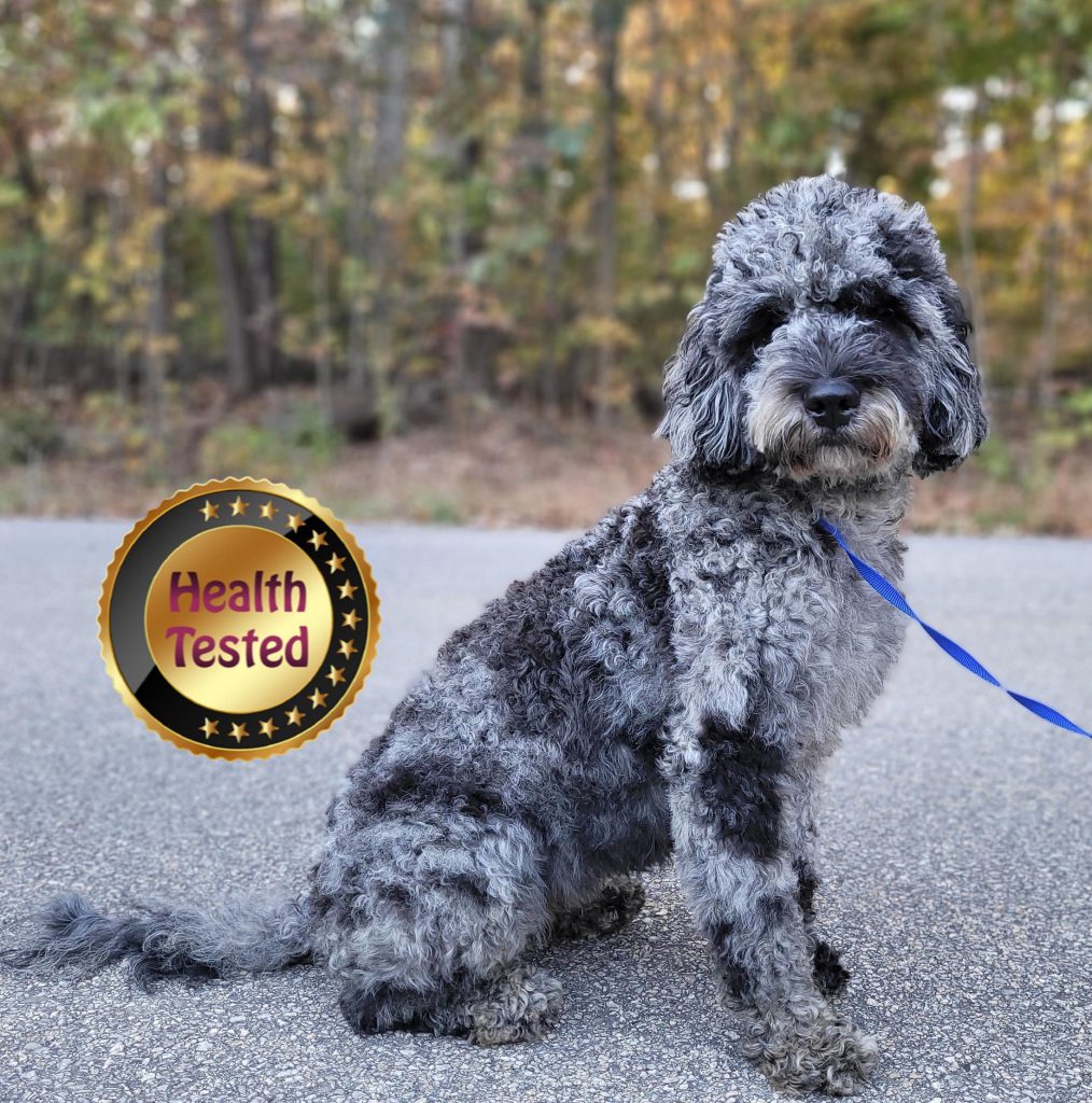 Puppy Parents – Carrier Family Doodles