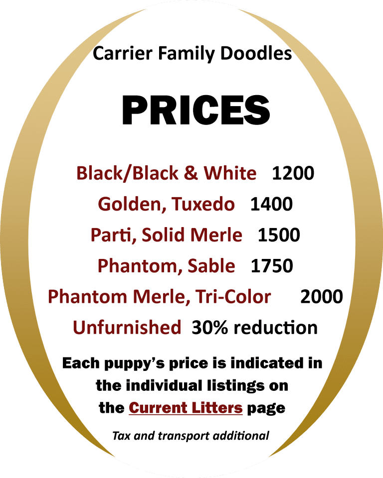 Carrier Family Doodles – Our Home to Yours
