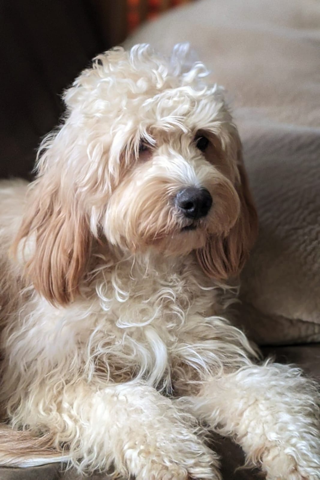 Puppy Parents: Unique Combinations create Adorable Puppies! - Carrier ...