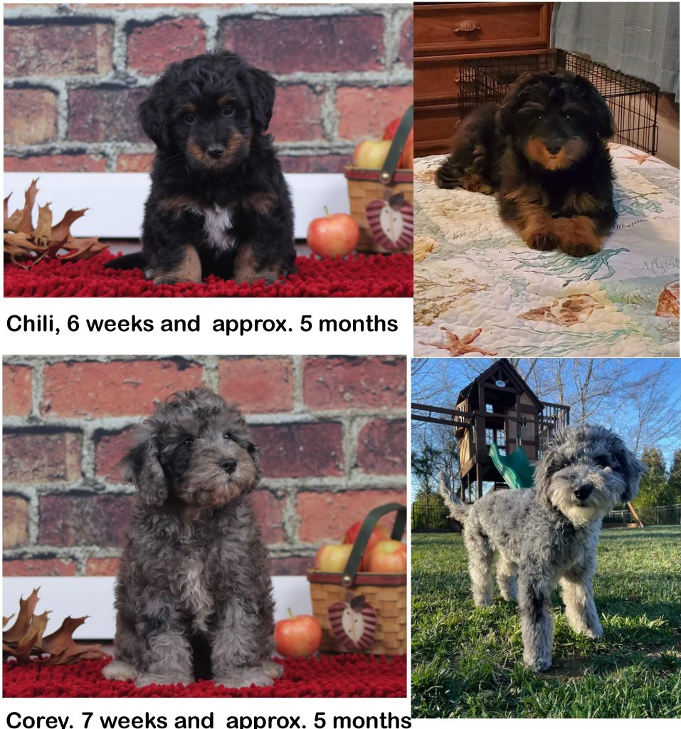 FAQ: Just the Facts about Carrier Family Doodles and our Adorable Puppies