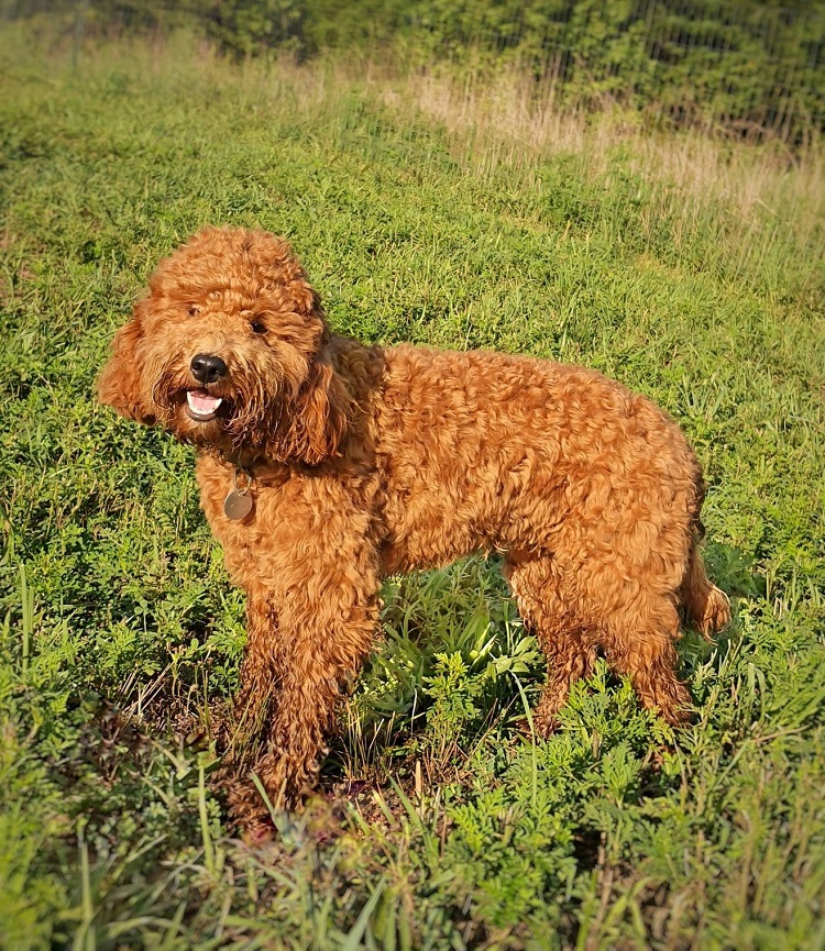 Puppy Parents: Unique Combinations create Adorable Puppies! - Carrier ...