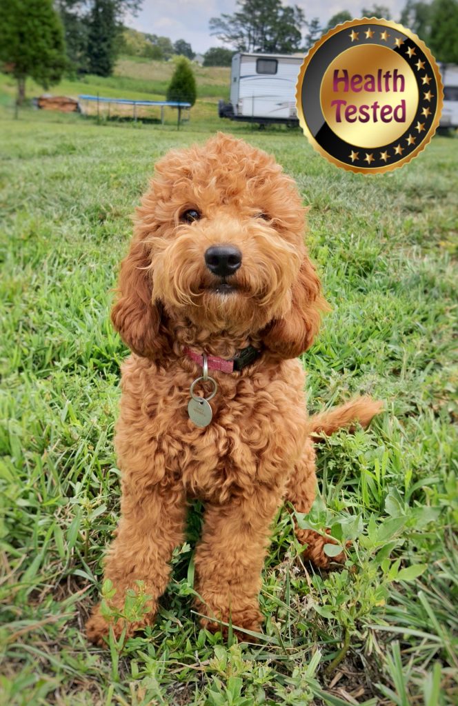 Puppy Parents: Unique Combinations create Adorable Puppies! - Carrier ...