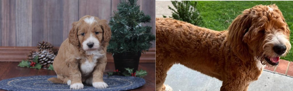 Red Puppies, Color Changes: Buster's "Golden Puppies" have proven ...