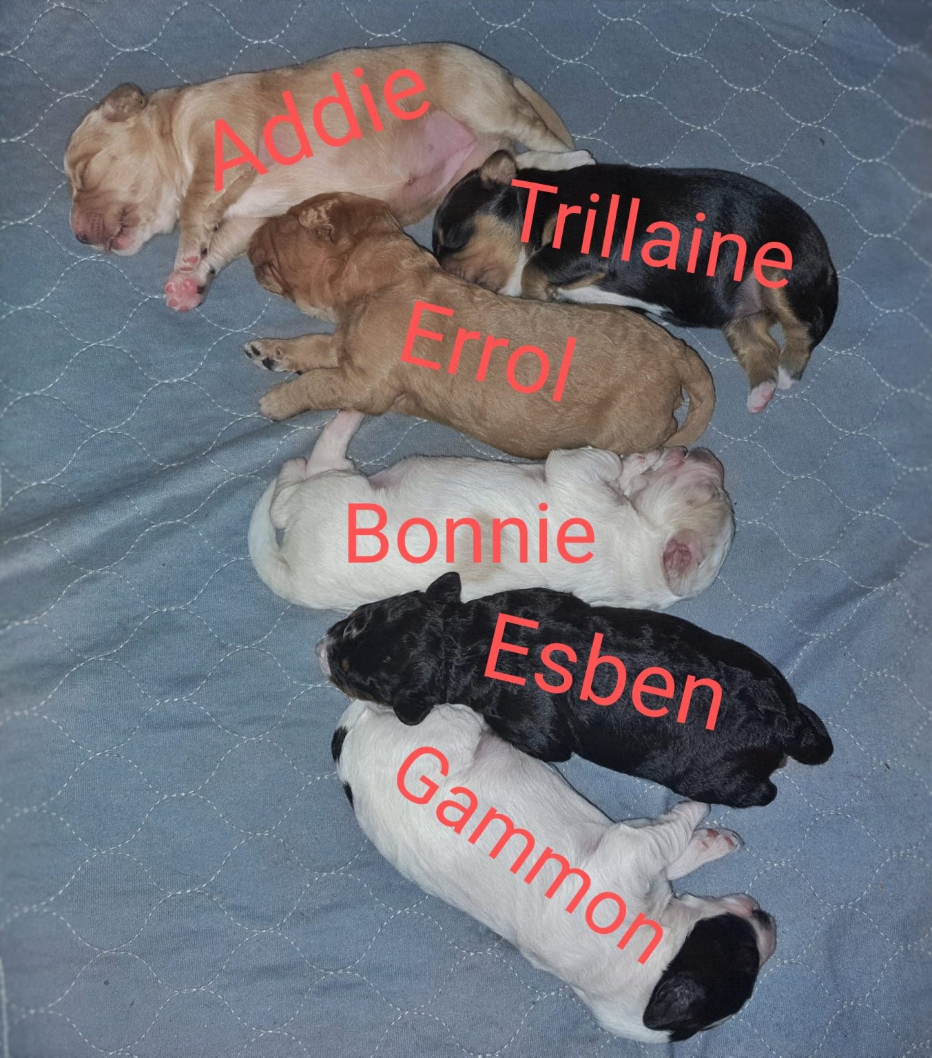 Naming Day for these (20) Adorable February Puppies! - Carrier Family ...