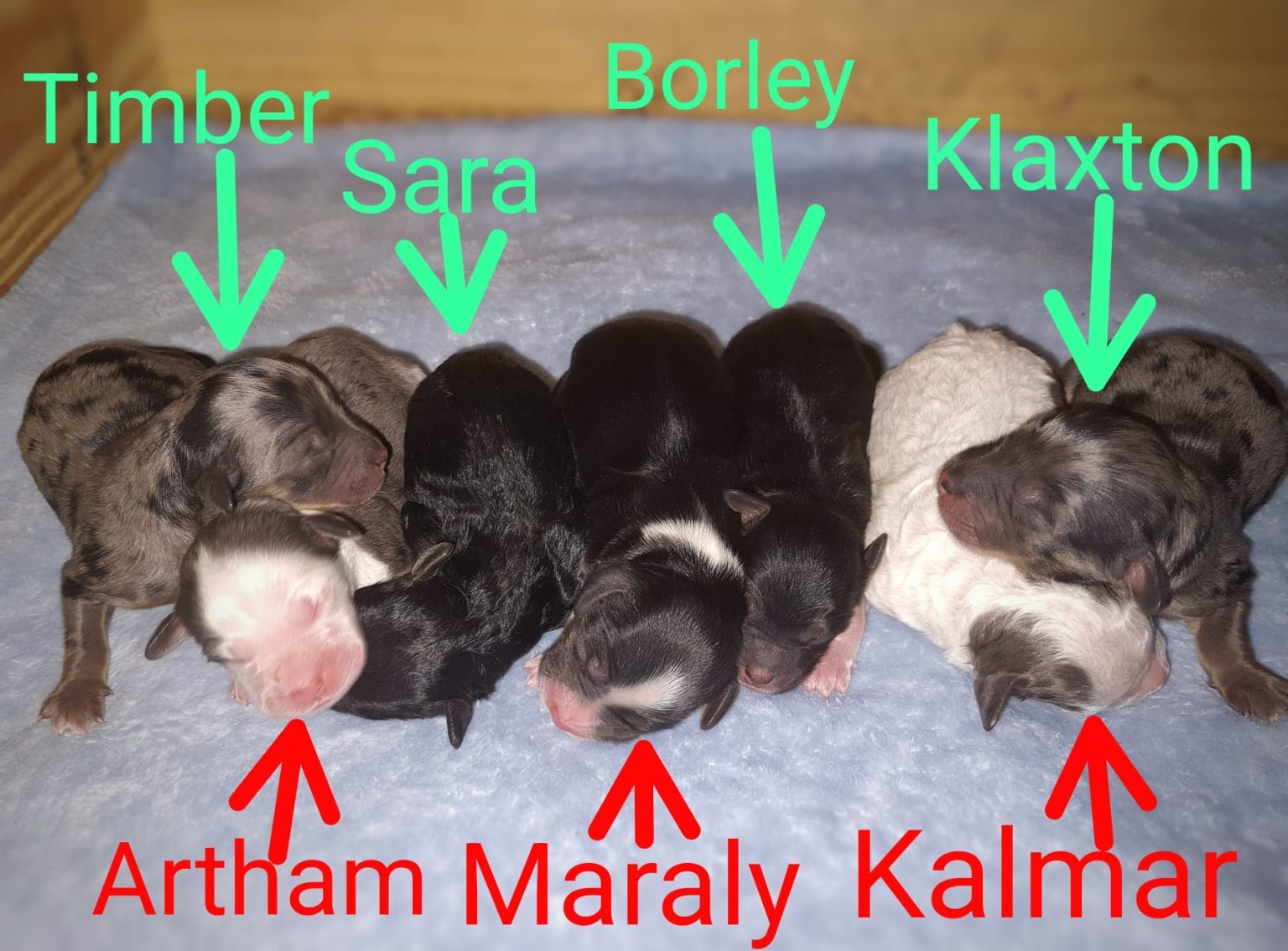 Naming Day for these (20) Adorable February Puppies! - Carrier Family ...