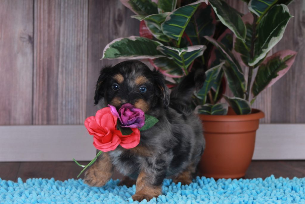 Puppy Photo Outtakes: 3-2-1-Klaxton! This funny photo series shows ...