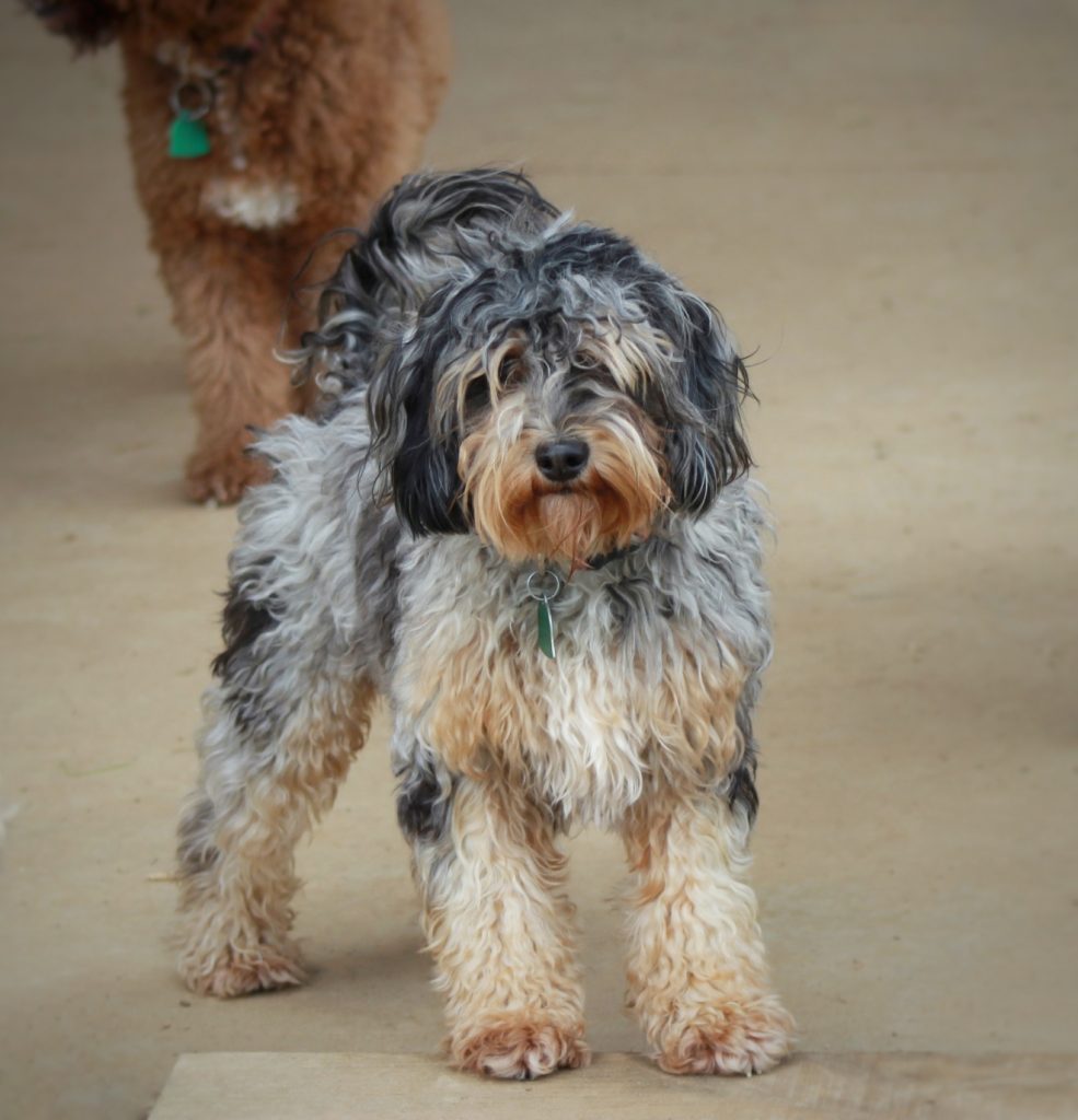 Puppy Parents: Unique Combinations create Adorable Puppies! - Carrier ...