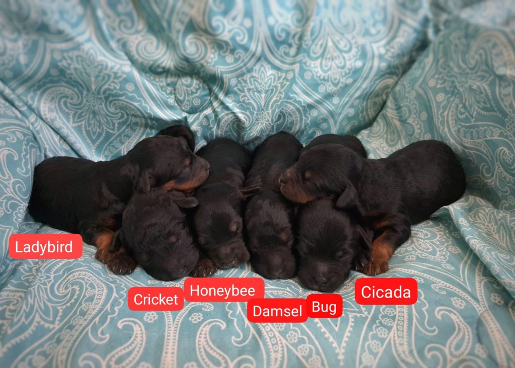 Welcoming Lots of Puppies–3 already reserved! A Beautiful variety of ...