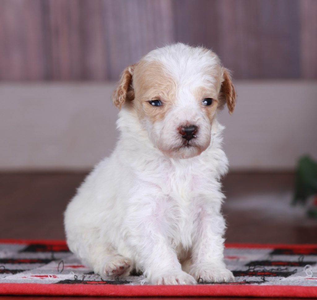 Introducing: Reid! A Special Little Golden Mountain Doodle - Carrier ...