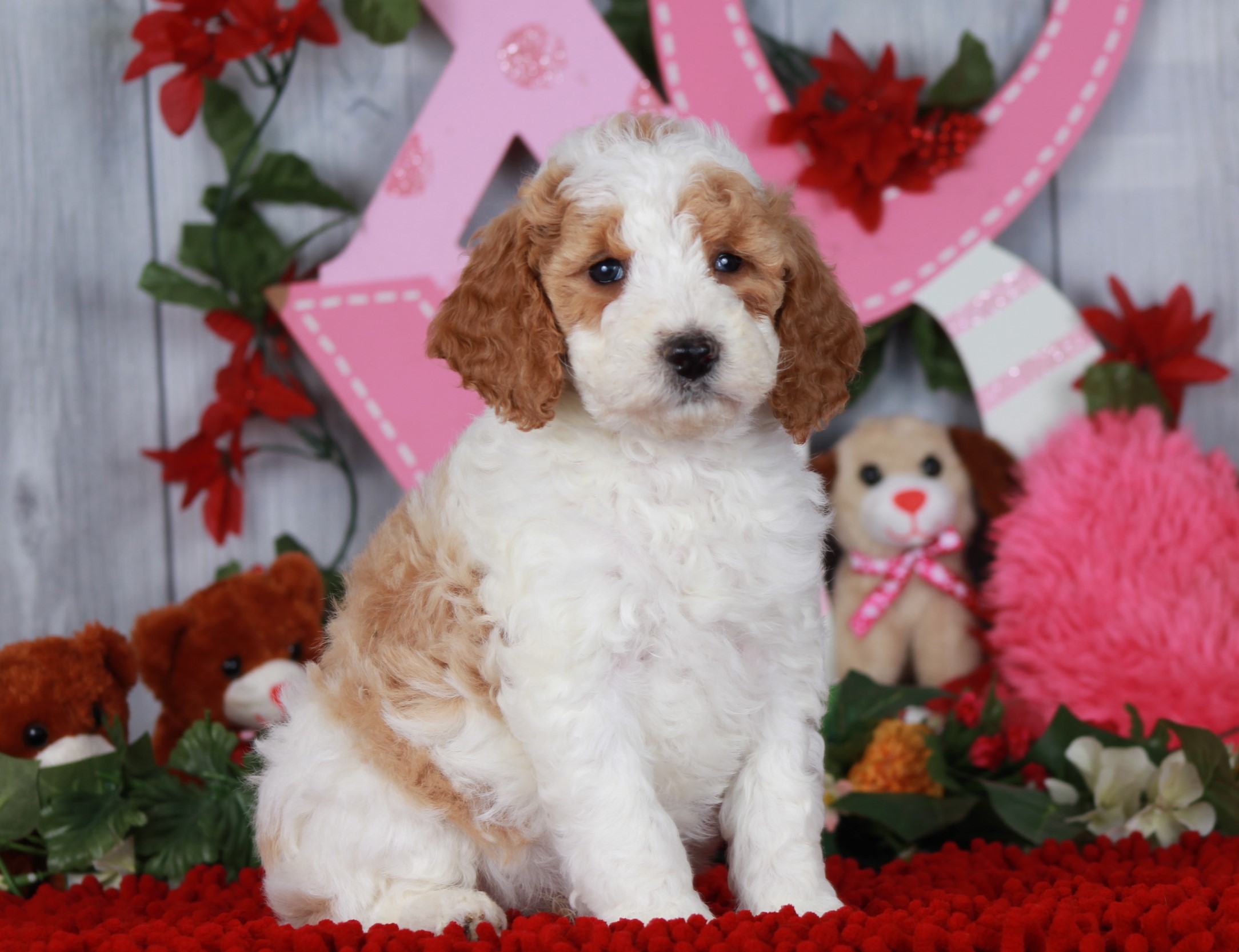 The Latest Puppies at Carrier Family Doodles: Let us help you find your ...