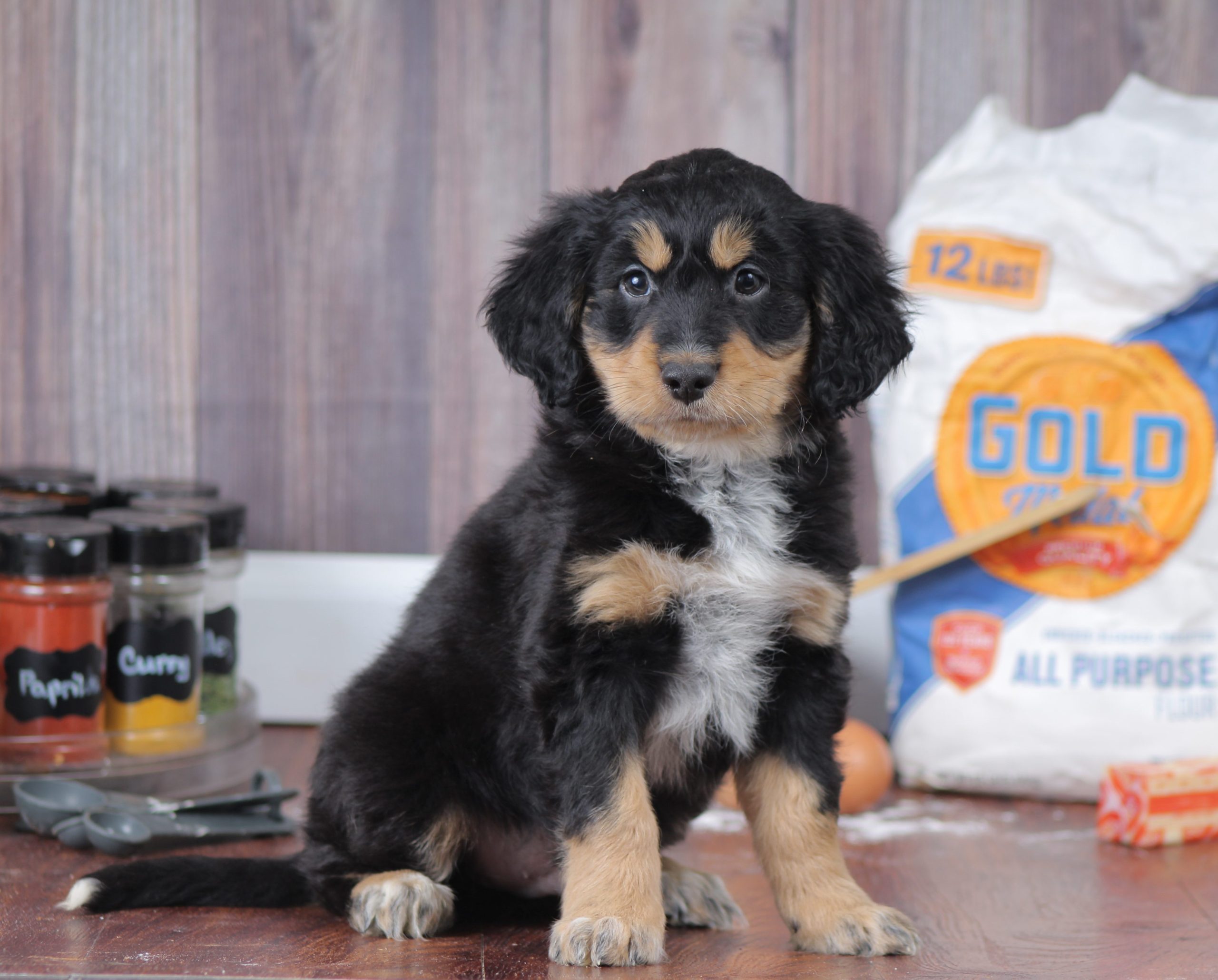 Puppy Photo Gallery: Find your Perfect Puppy