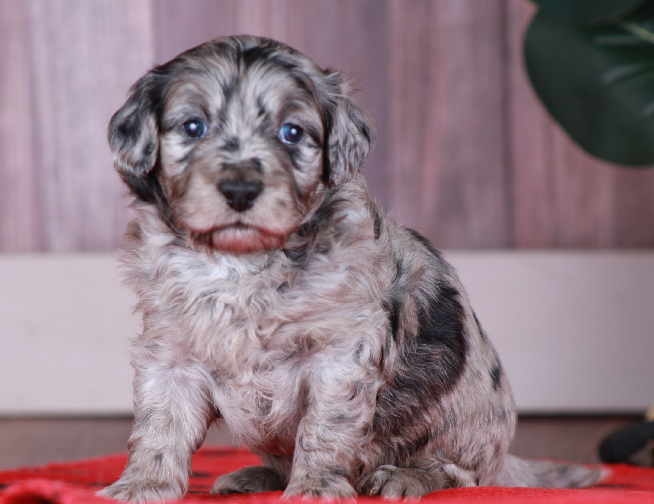 Current Puppies - Carrier Family Doodles
