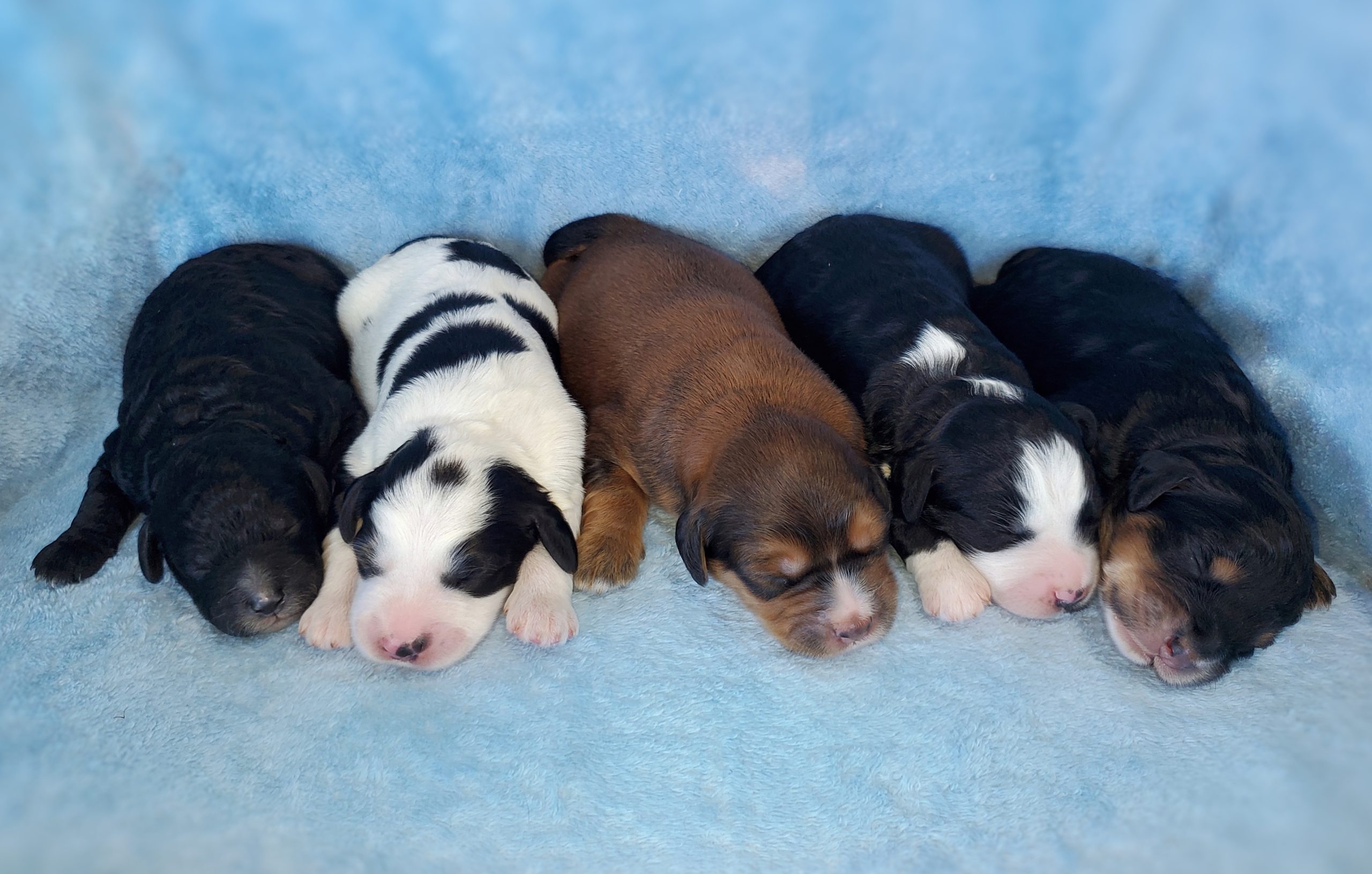 New Puppy Picks: Recommended Products and Adoption Extras - Carrier ...