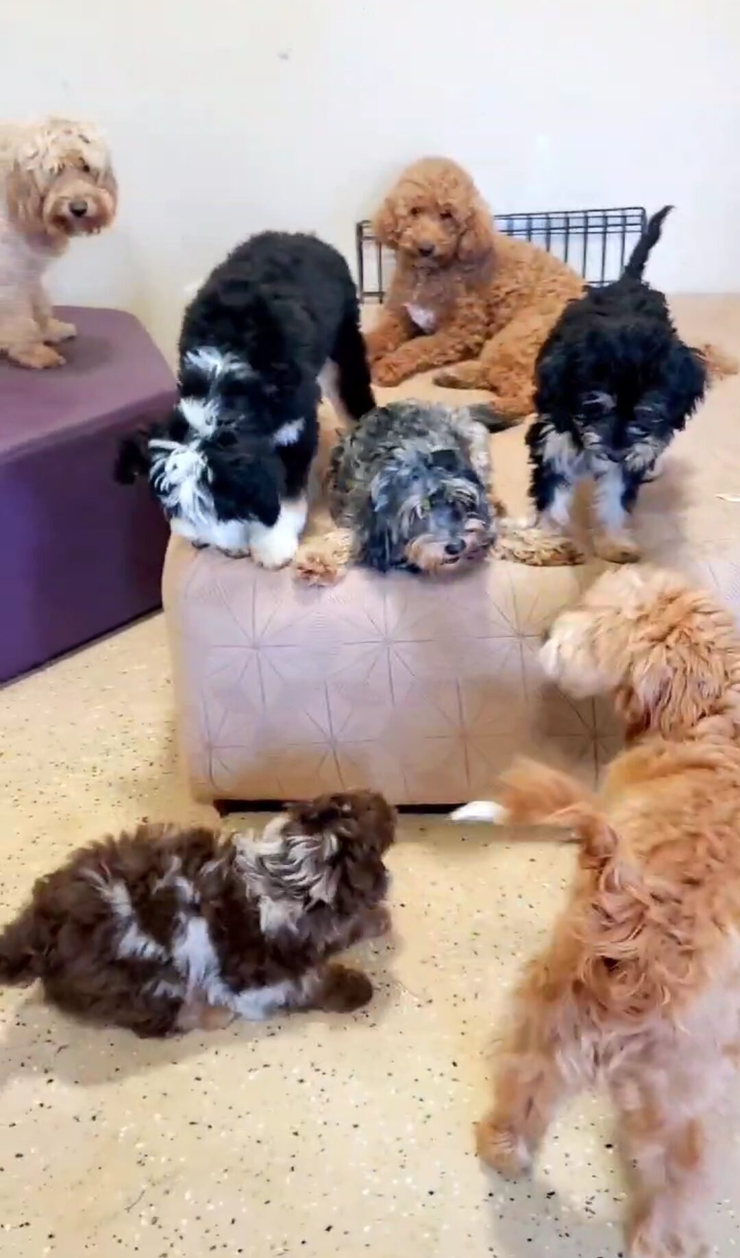 Meet our 5 Adorable, Up-and-Coming Puppy Parents!