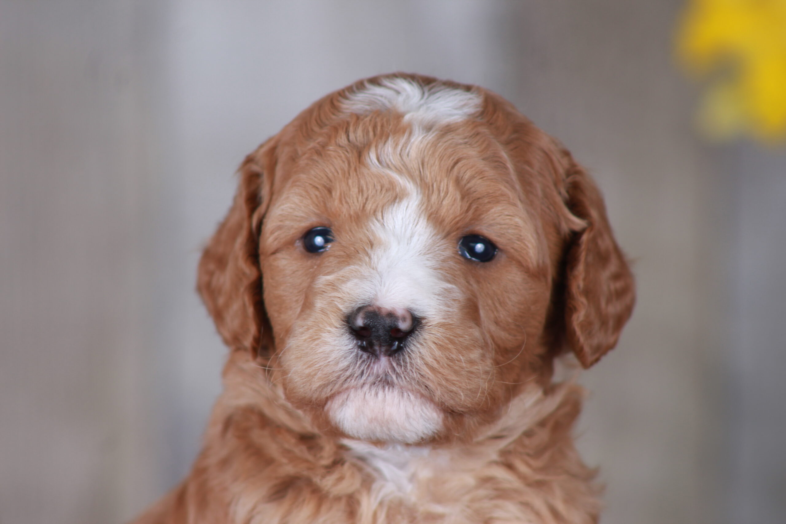 The Latest Puppies at Carrier Family Doodles: Let us help you find your ...