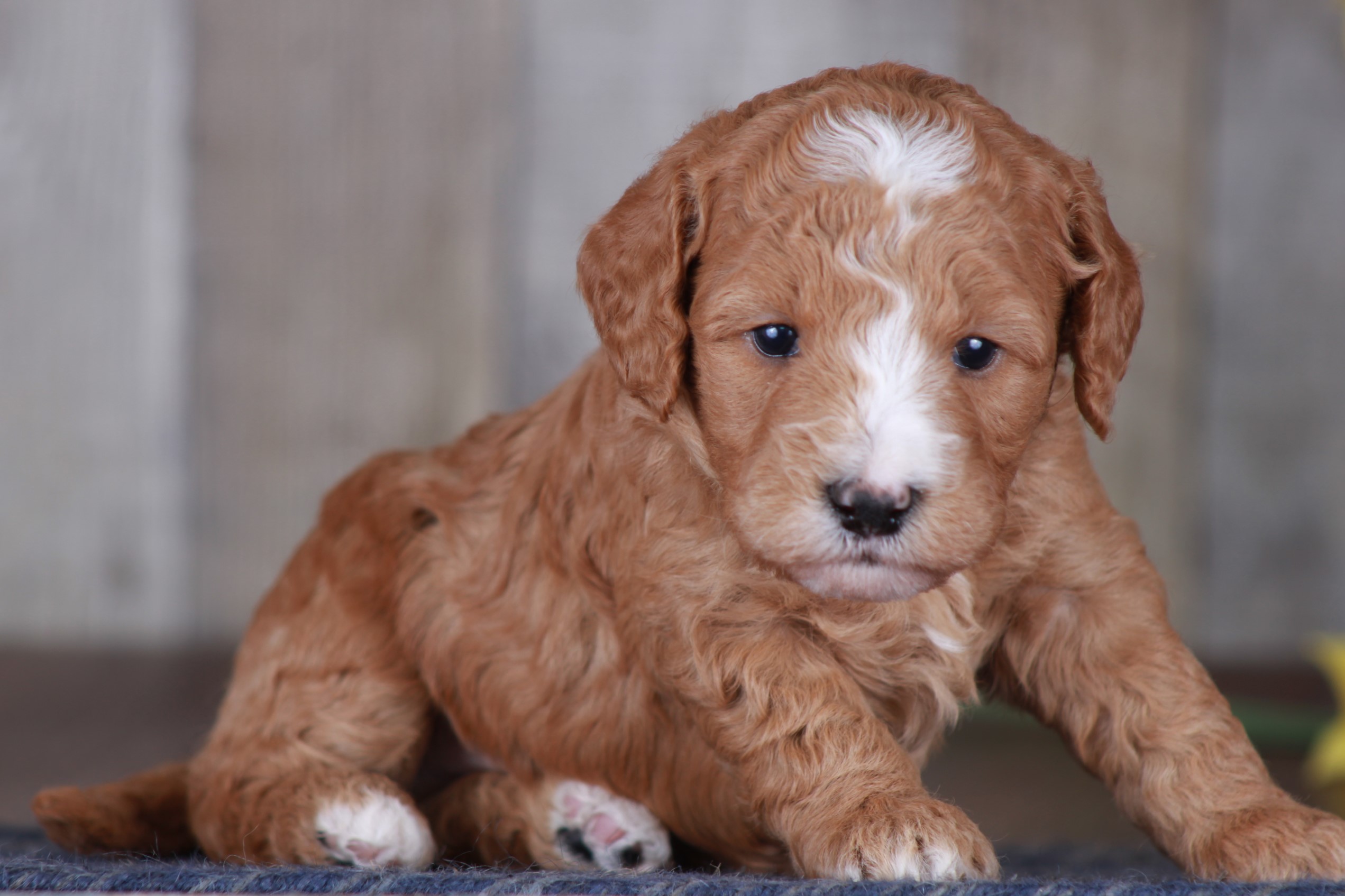 The Latest Puppies at Carrier Family Doodles: Let us help you find your ...