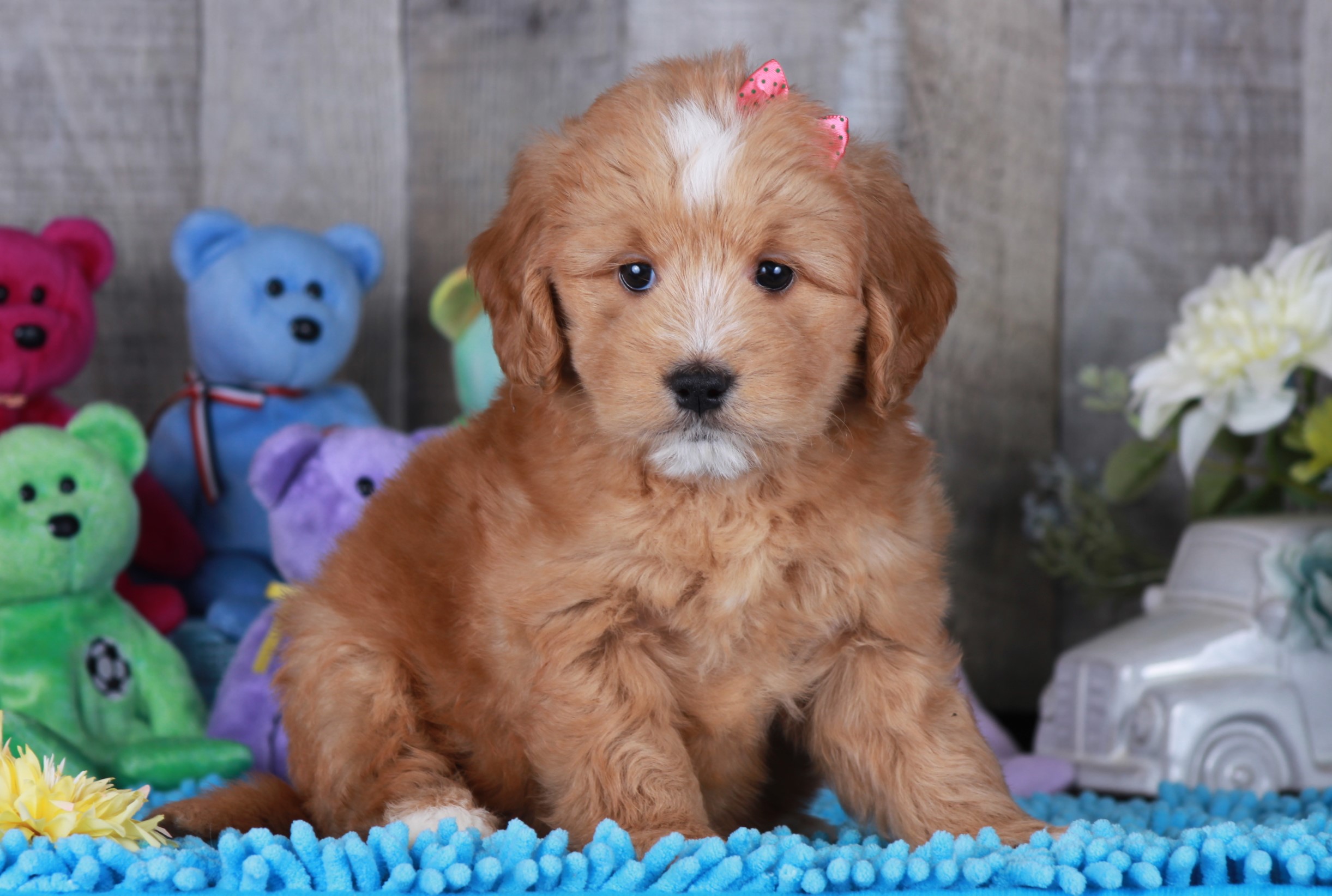 The Latest Puppies at Carrier Family Doodles: Let us help you find your ...