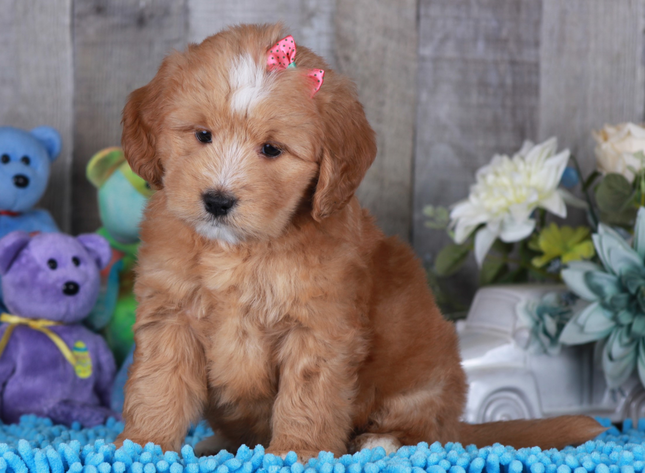 The Latest Puppies at Carrier Family Doodles: Let us help you find your ...