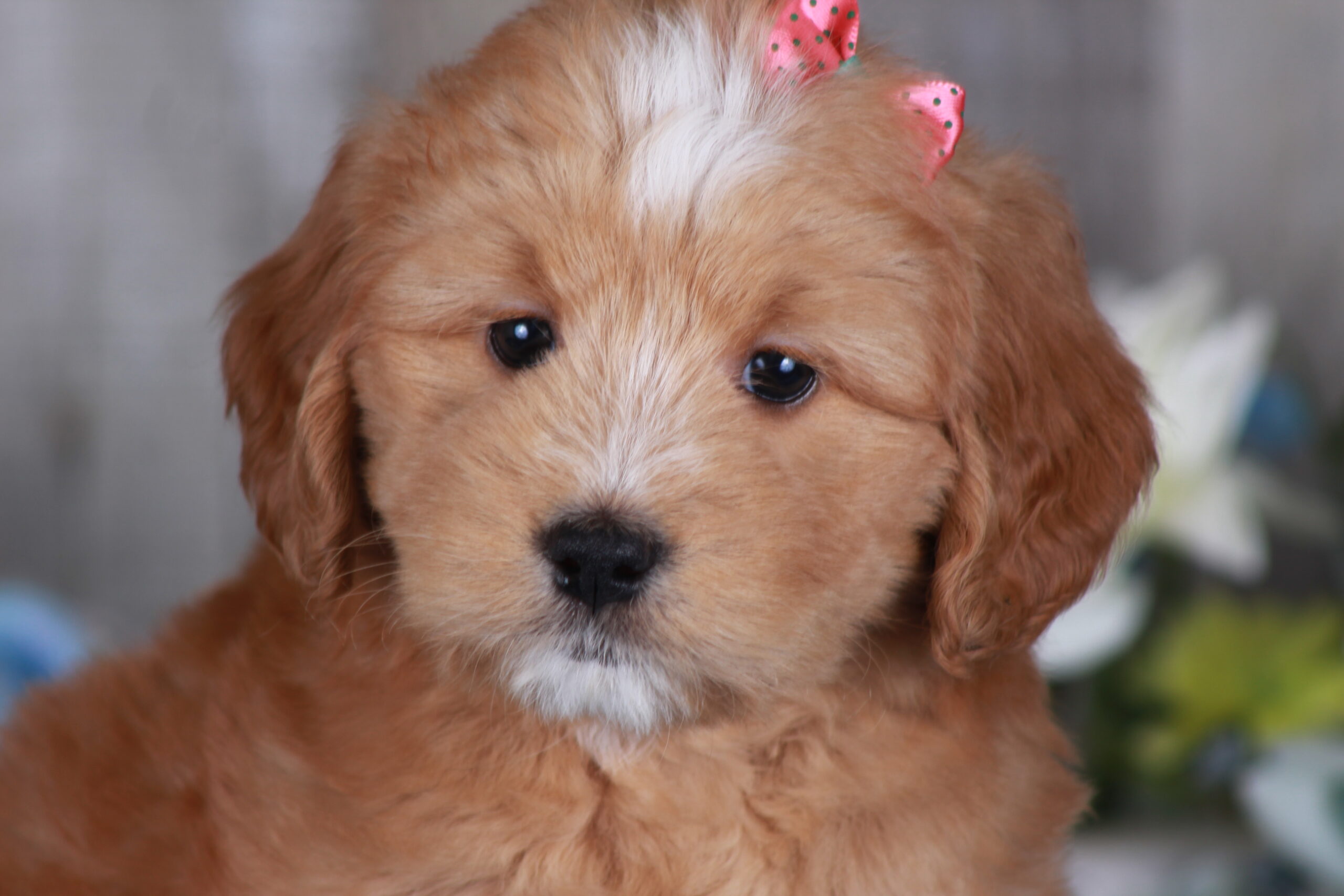 The Latest Puppies at Carrier Family Doodles: Let us help you find your ...