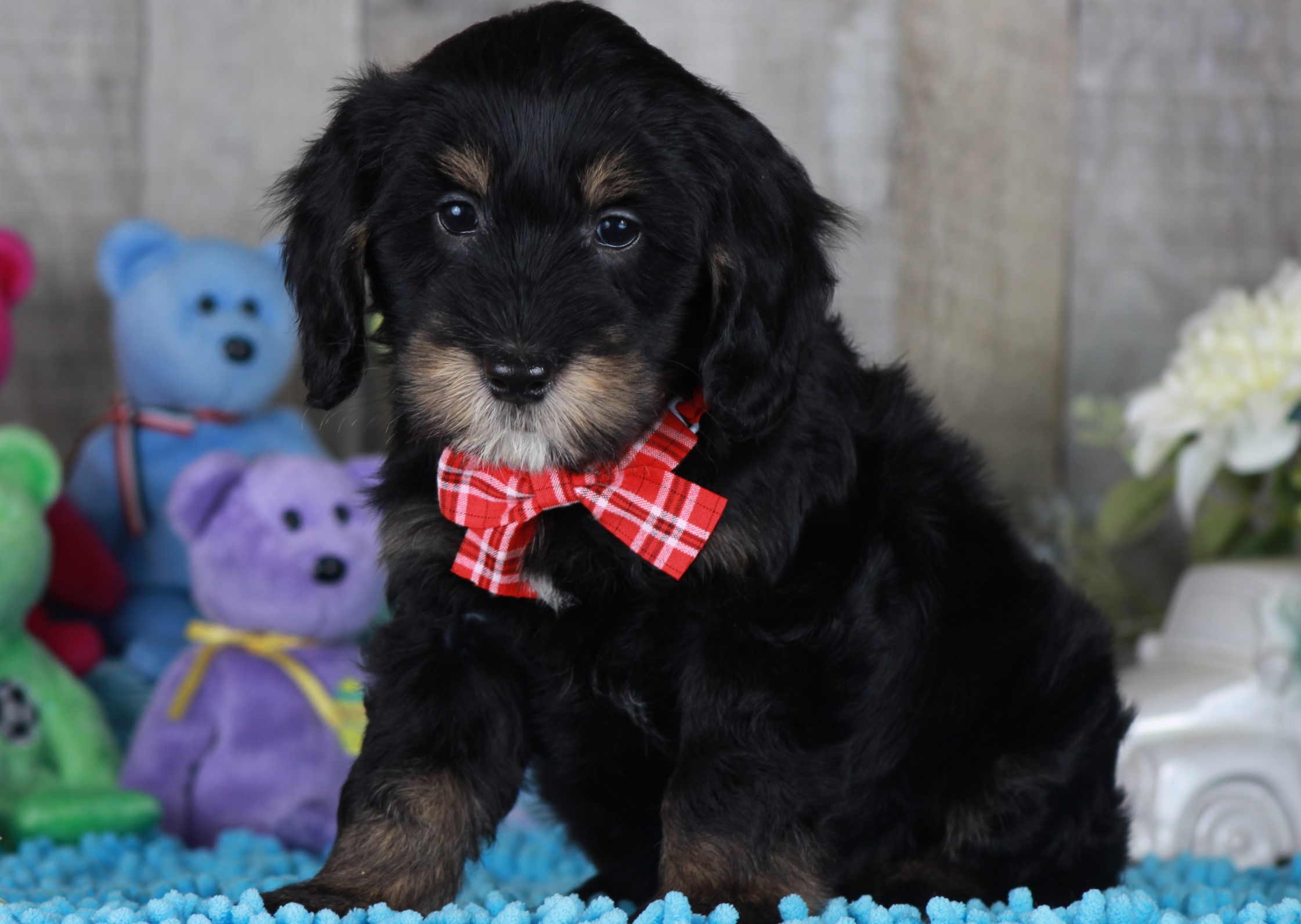 The Latest Puppies at Carrier Family Doodles: Let us help you find your ...