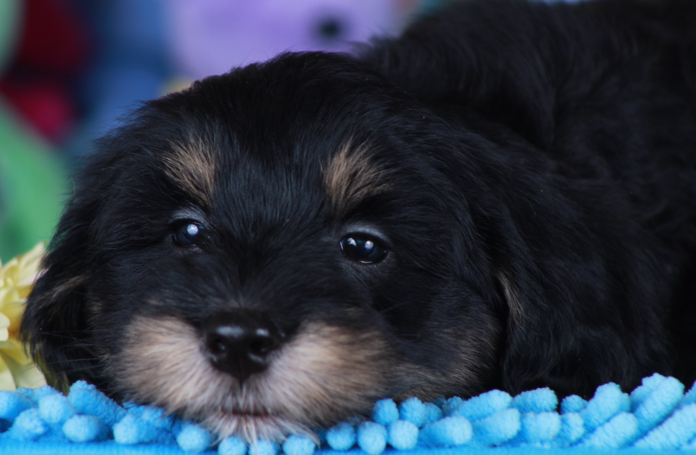 The Latest Puppies at Carrier Family Doodles: Let us help you find your ...